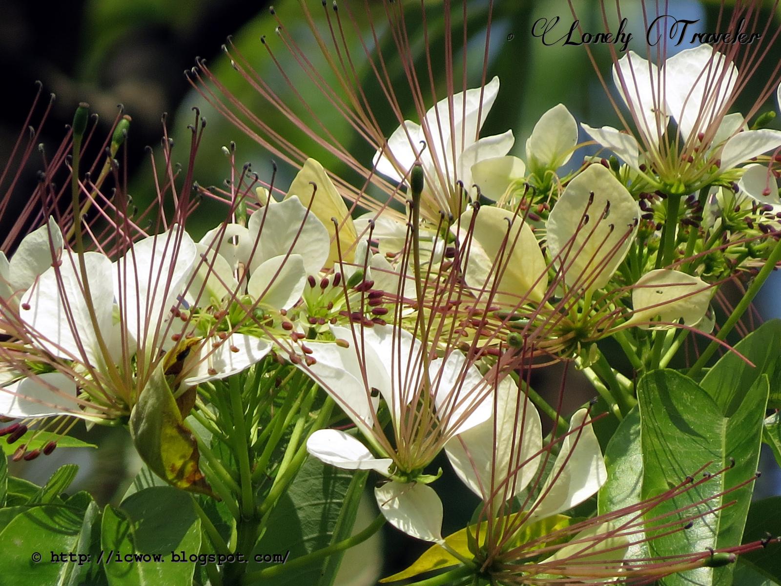 Temple plant - Crataeva religiosa