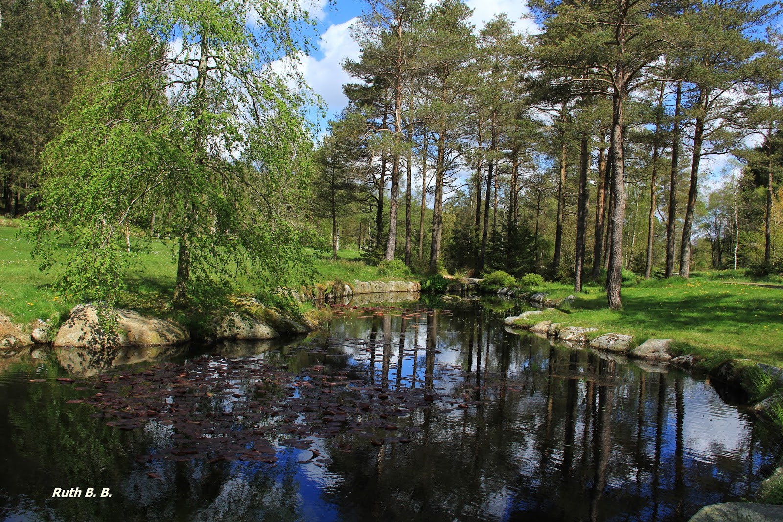 solsikken: Rogaland Arboret