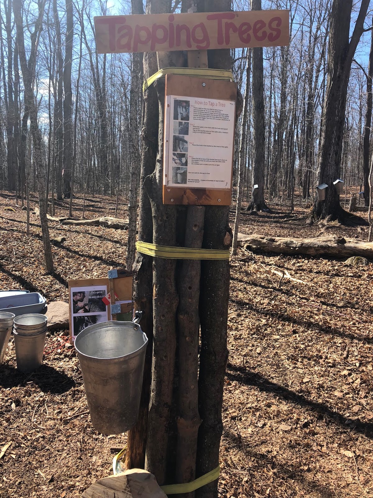 Canadian maple syrup–pioneer and modern way of making maple syrup with ...