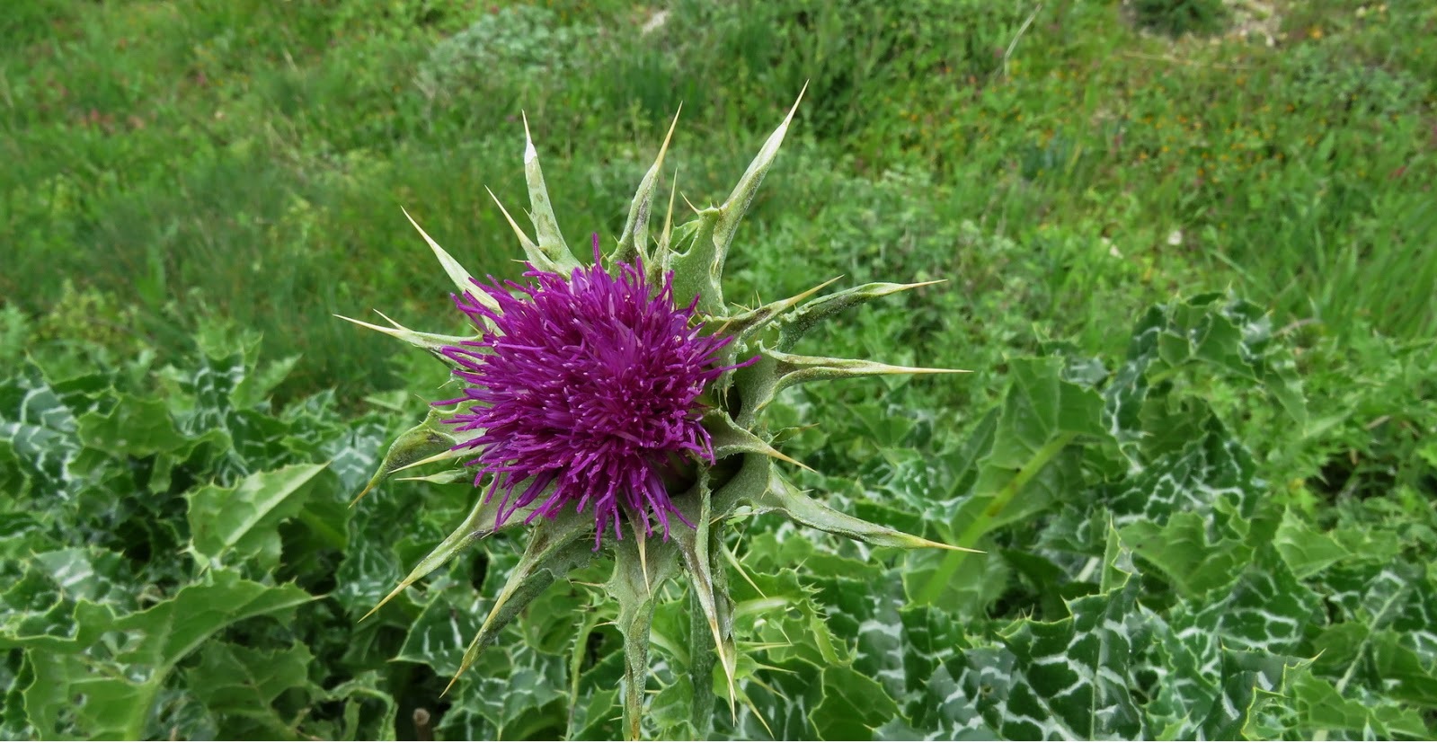 Cardo Mariano | Protege tu hígado (alcohol, paracetamol...) - La Botica ...