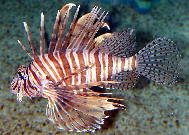 merlin marina AQUARIUM: Deep Sea Wonders - LION FISH