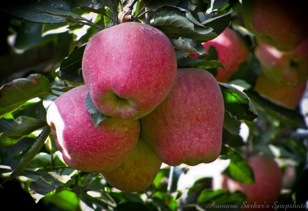 Apple Garden Kashmir | Fasci Garden