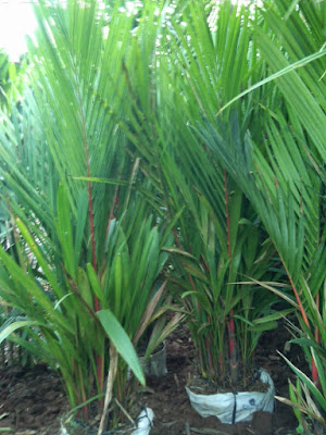 Menjual Pohon palm merah | sadeng | botol | Palm putri | Tukang Taman