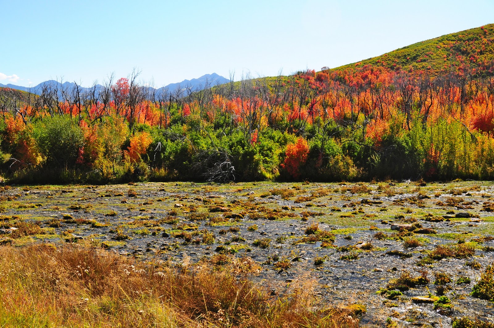 Hiking Utah: Alpine Loop and Cascade Springs Interpretive Trail