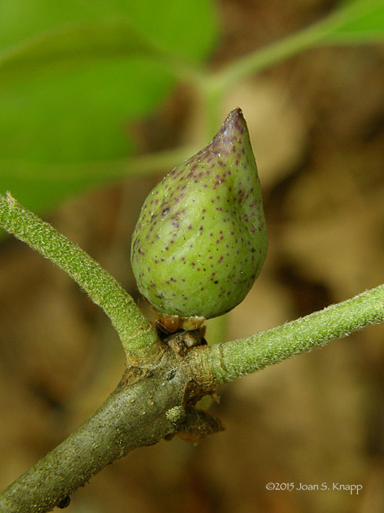 Anybody Seen My Focus?: Mystery Oak Gall Identified: Cynipid Wasp ...