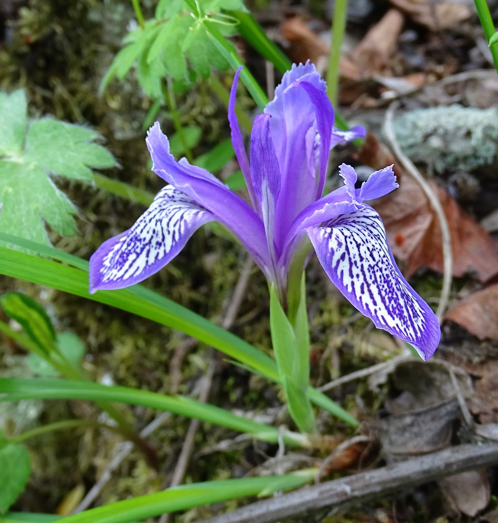 Prairiebreak: Irises in paradise (a.k.a. Yunnan)
