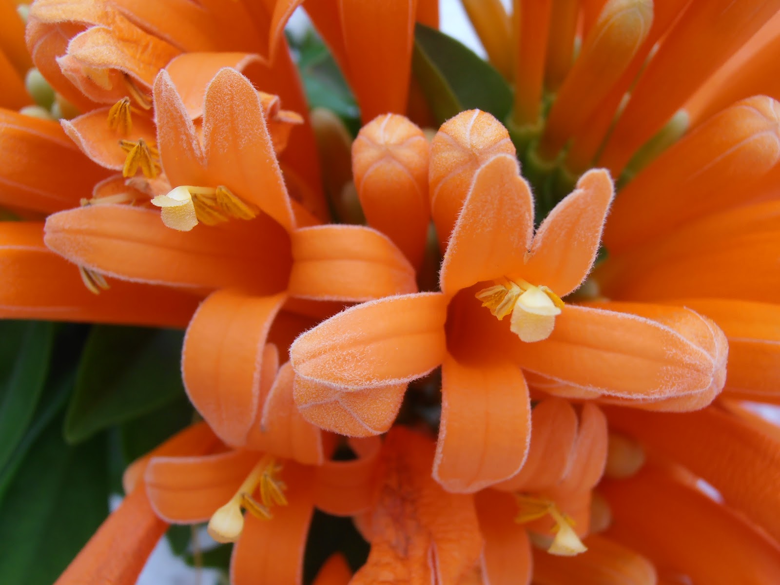 LIANA DE FUEGO: Pyrostegia venusta | Plantas rioMoros