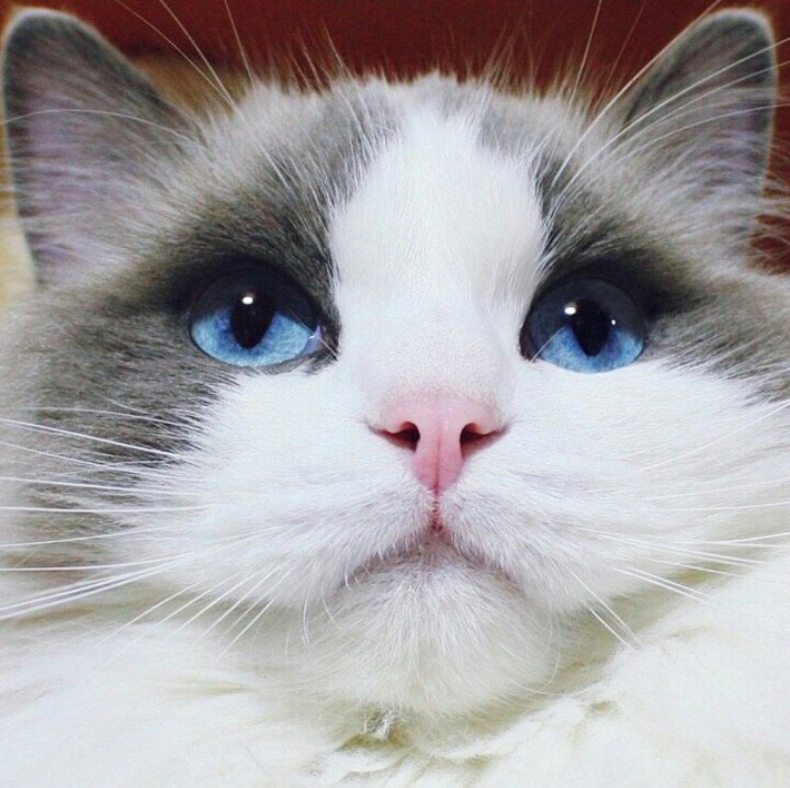 Harga Kucing Ragdoll Malaysia - Pattersontrust