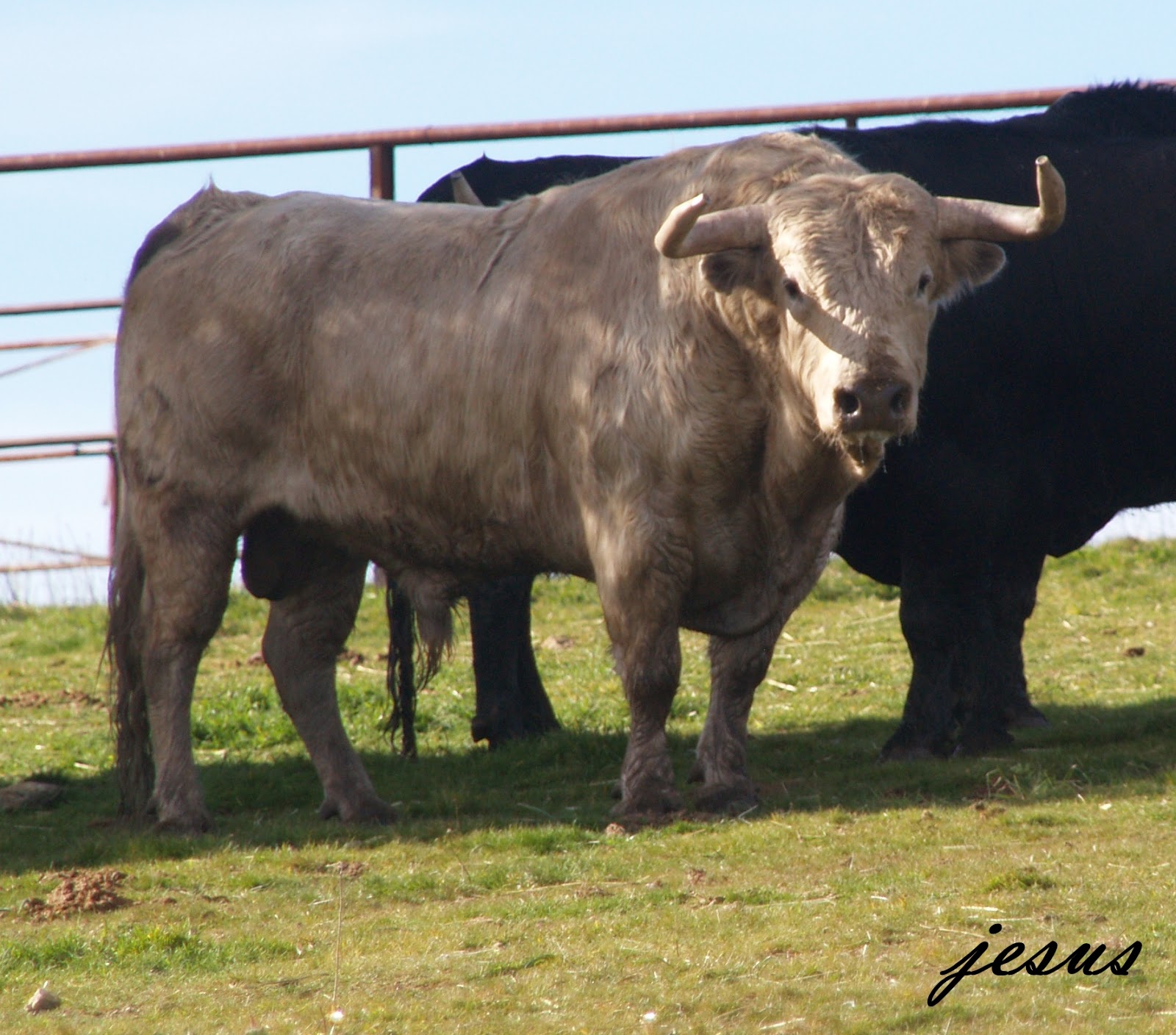 EL TORO EN EL CAMPO BRAVO: ganaderias victoriano del rio y fernando guzman