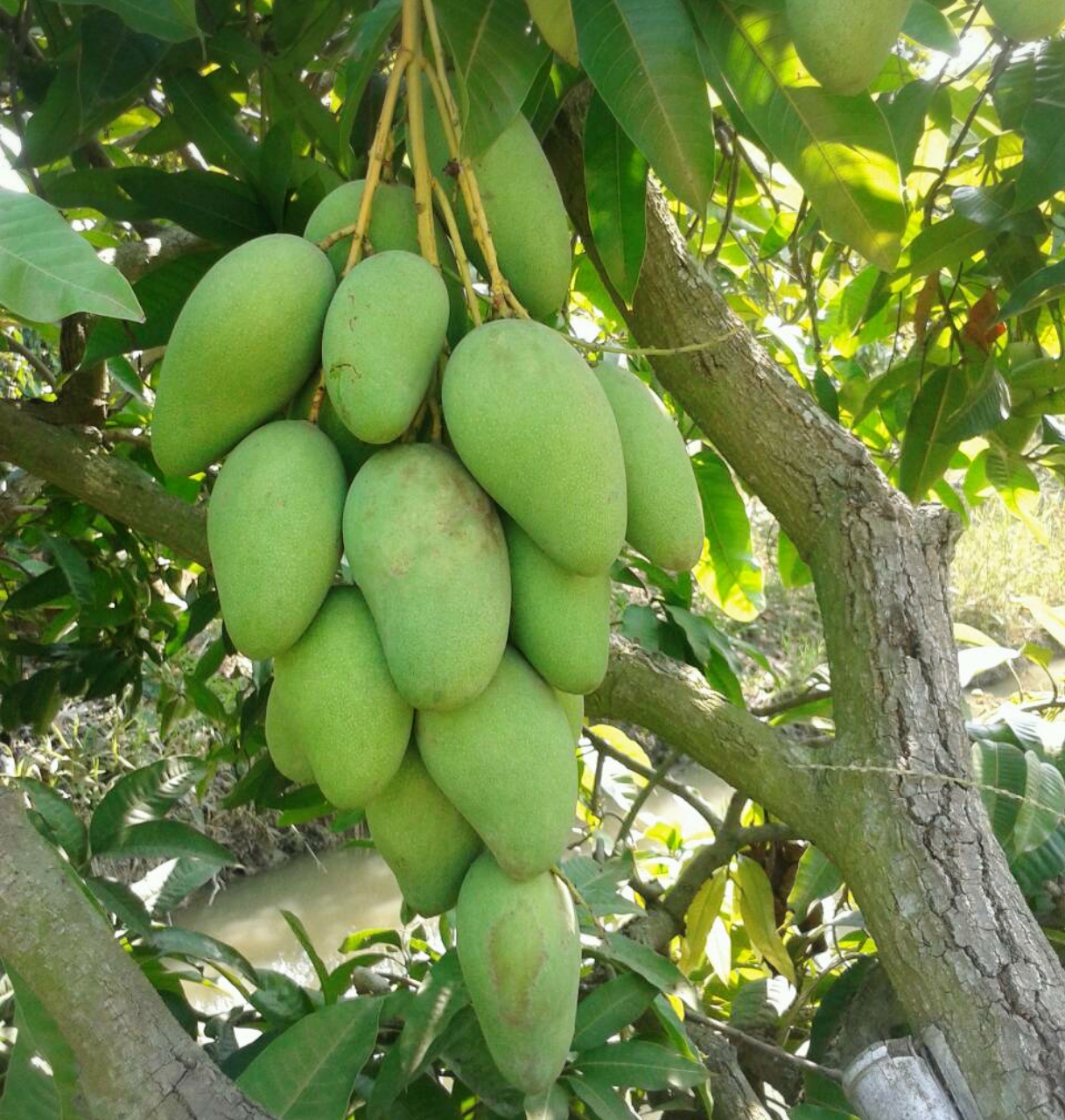 New Mango101 : มะม่วงโชคอนันต์ Chok Anan Mango