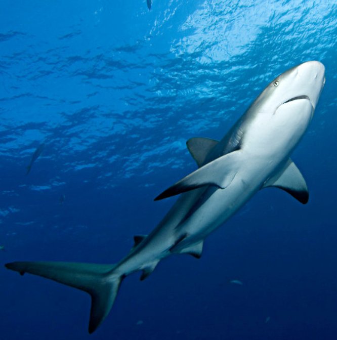 Econcientiza: 10 preguntas y respuestas sobre los tiburones