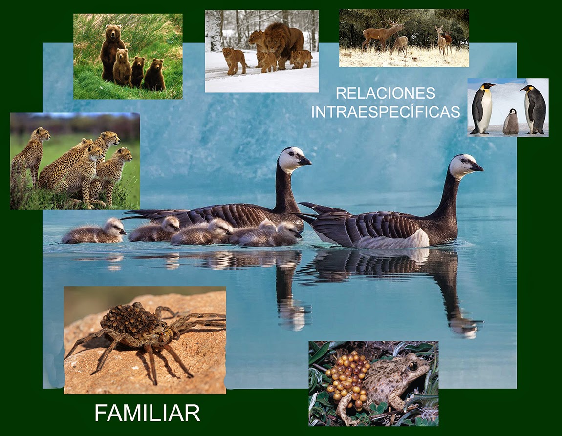 CURIOSIDADES CIENTÍFICAS : POBLACIÓN FAMILIAR