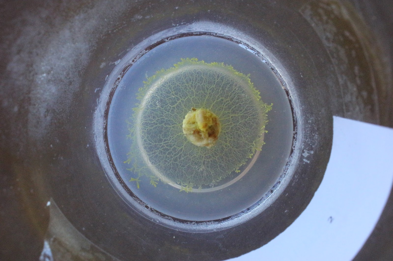 En quoi le blob est-il une énigme du monde vivant ?: Résistant, mais à ...