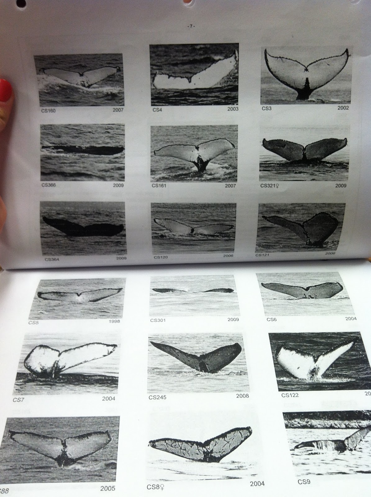 Fish Face: Whale Lab