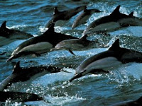 Delfines: Características