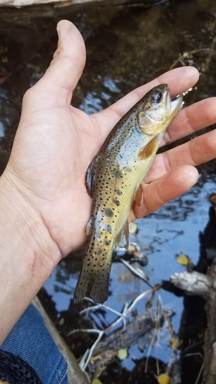 First Apache Trout ( sorta )