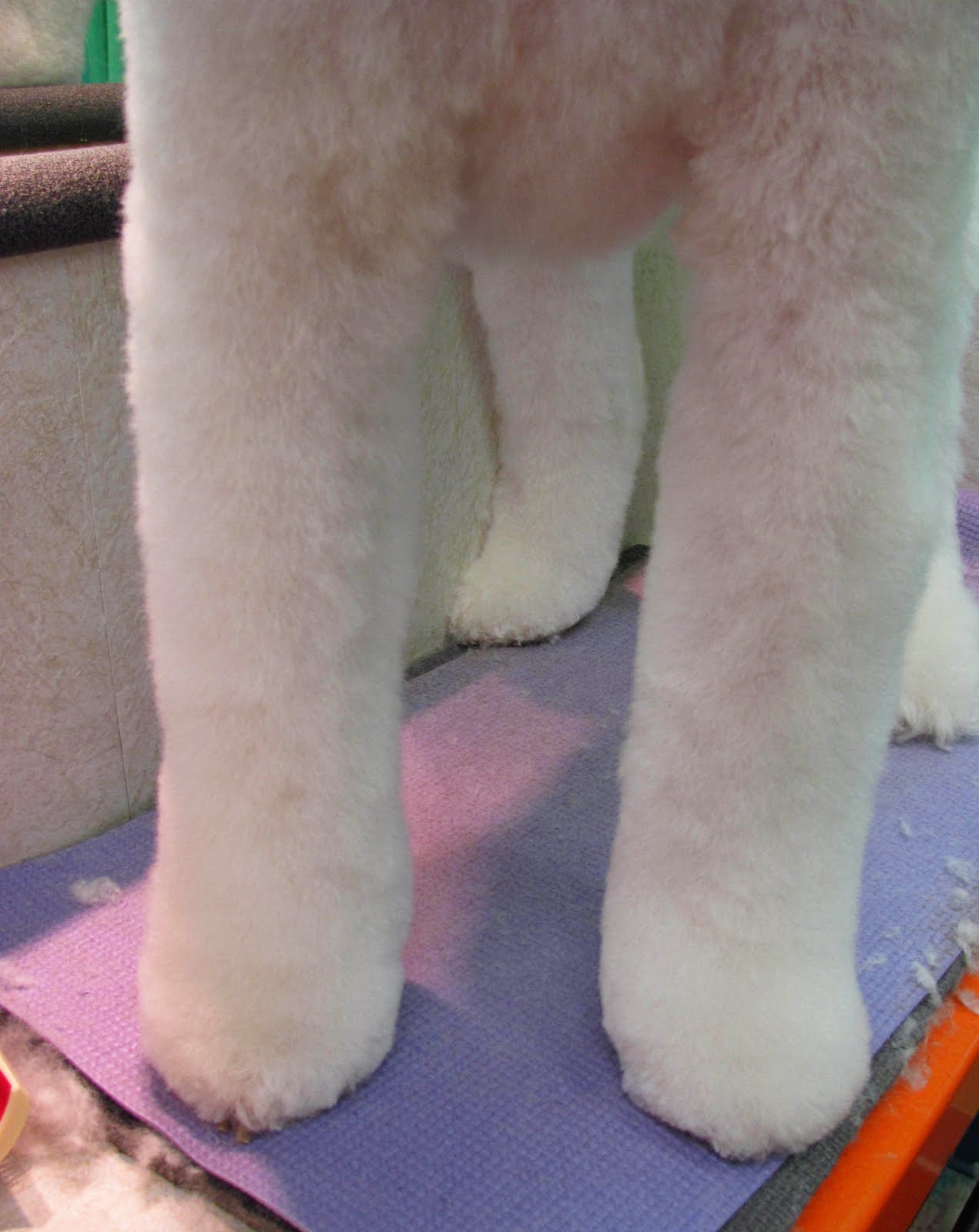 Grooming Your Furry Friend: Does A Poodle Have To Be Groomed Like A Poodle?