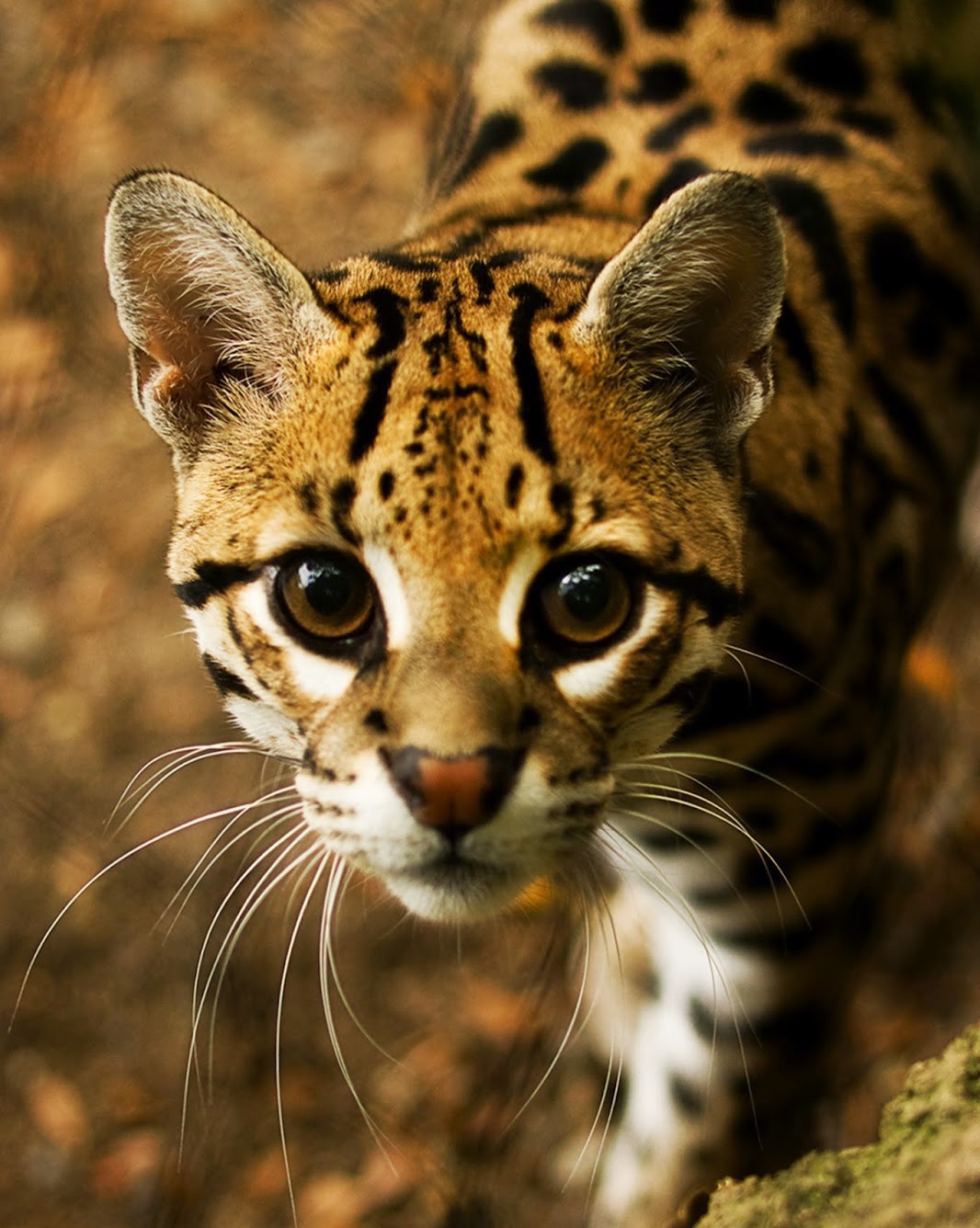 Ocelot Blog by Sarah Bennett