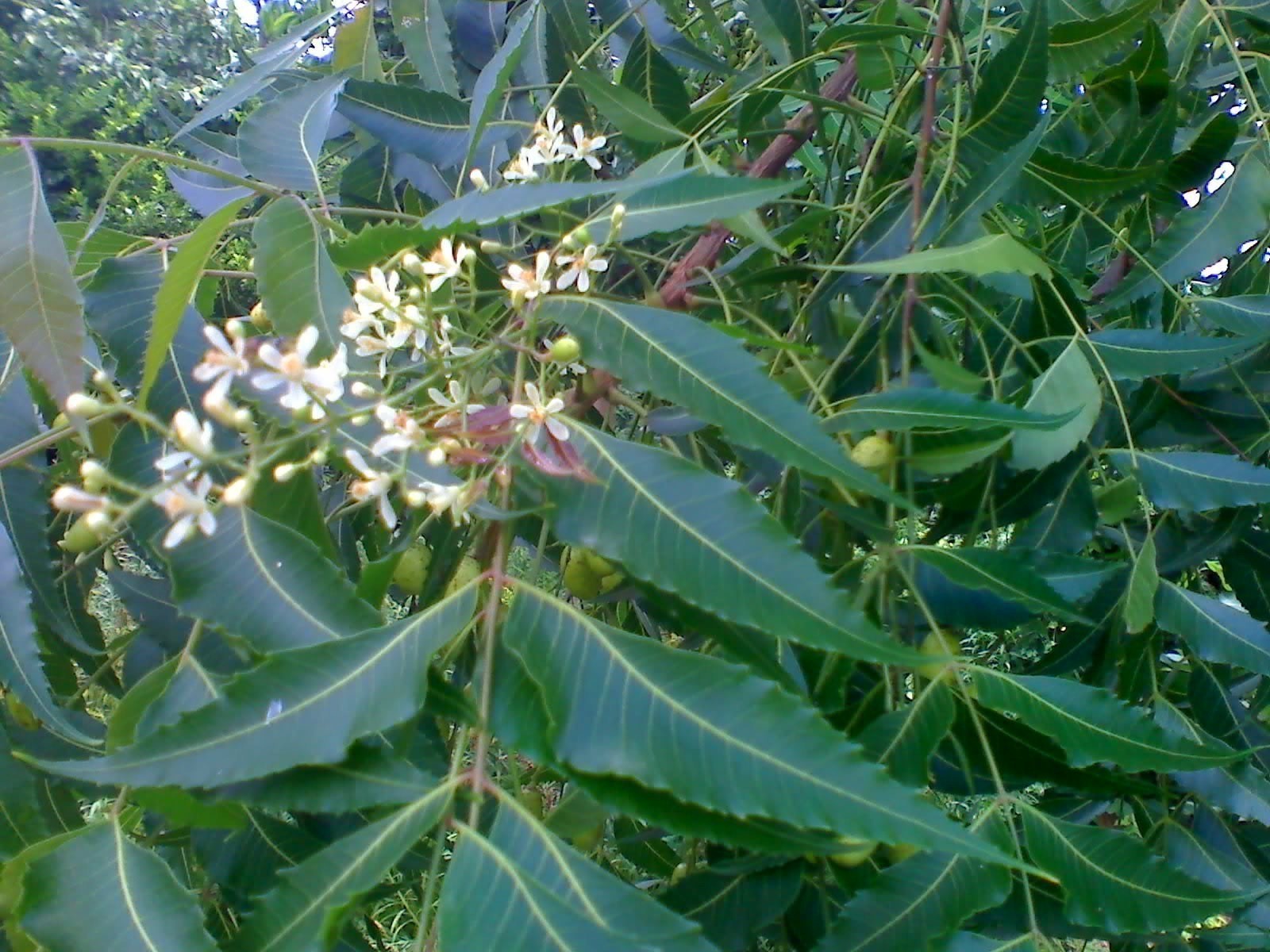 ORGANOVALE: Nim: Importante para a agricultura agroecológica e para a ...