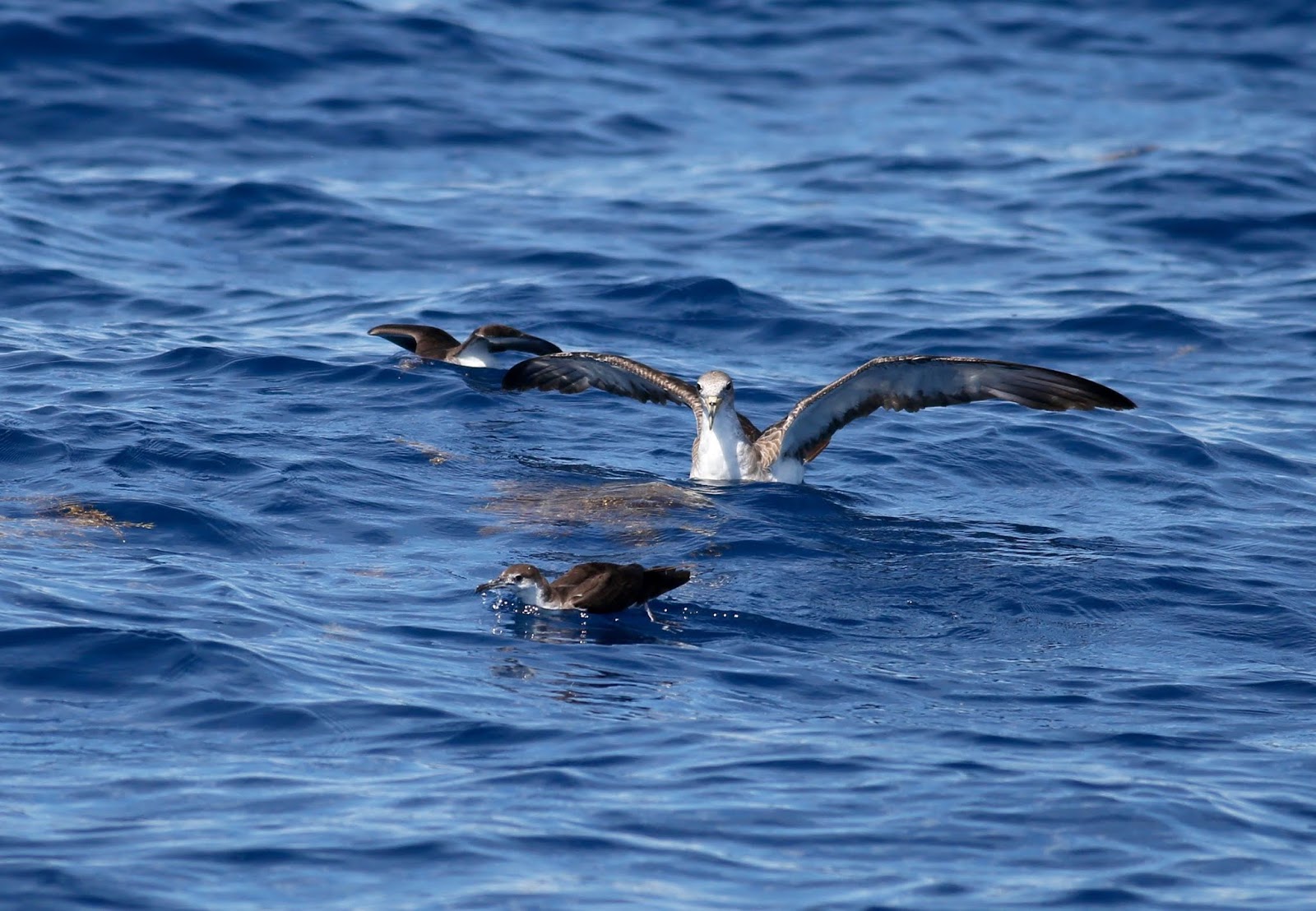 Seabirding: September 2018