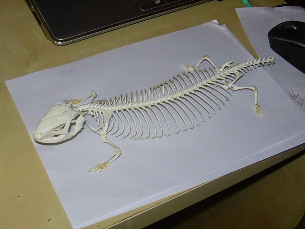 Skulls, bones and fish soup: Blue-tongued skink skeleton