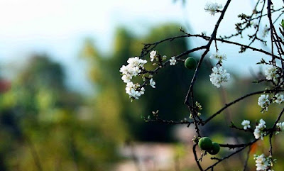 The Unique Flowers of North Vietnam Spring ~ WAYS TO VIETNAM