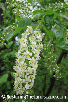 Restoring The Landscape With Native Plants: Native Plant of the Week ...