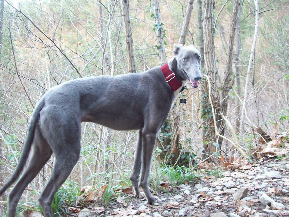Epi y Teo ,una buena de galgos: El galgo gris