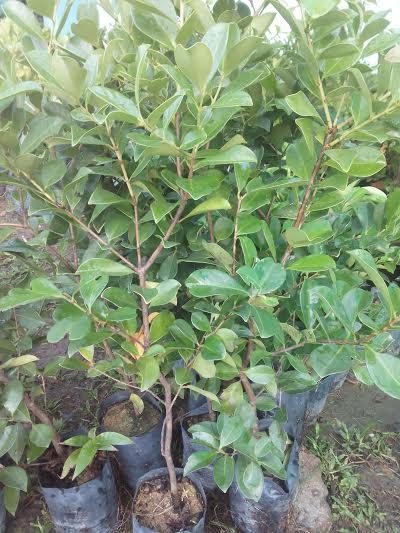 Cita Tani Nursery (NS0154959-D): Benih Jambu Batu Strawberry