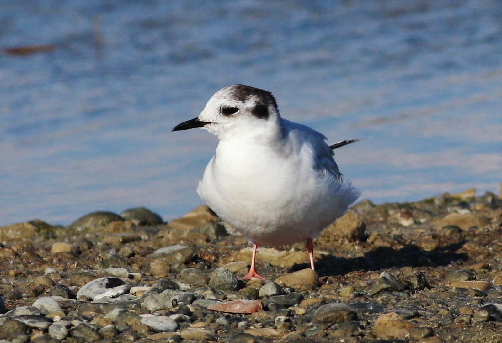 Biodiversity of Cyprus by NGO Protection of the Natural Heritage and ...