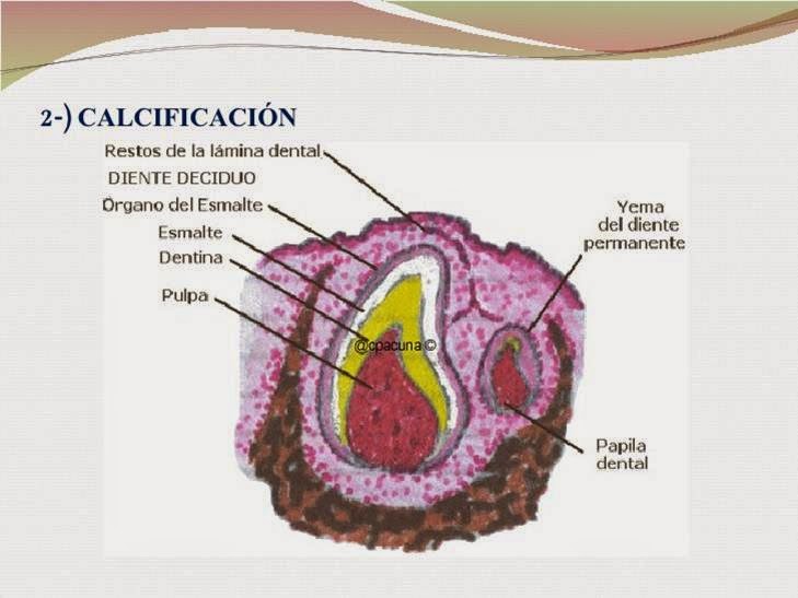 Embriologia & Odontologia