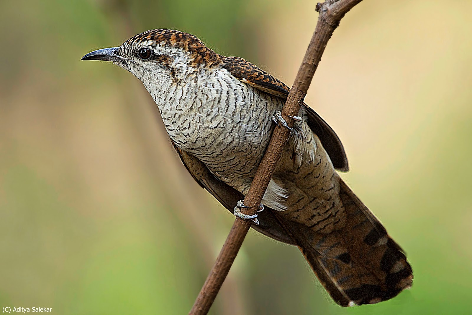 ボード「Koekoeken - Cuckoos - Cuculiformes - Cuculidae」のピン