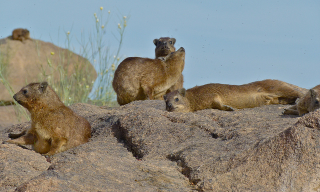 The Hyrax – The Elephant’s Cousin | The Ark In Space
