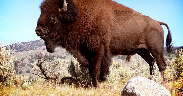 30 Gambar Menakjubkan Hewan Bison Dari Amerika | Info Guru-Guru