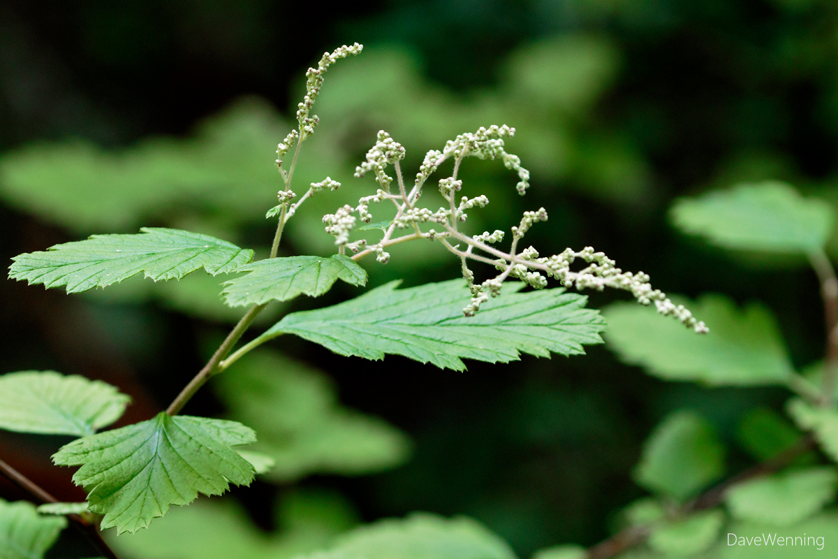 National Wildflower Week: A Kukutali Collection