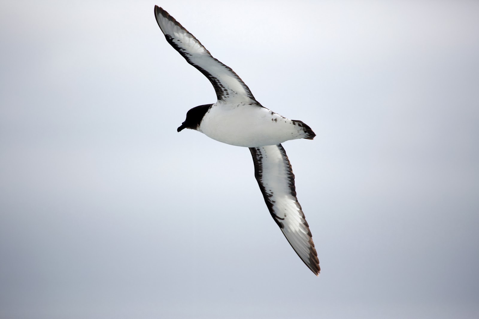 Conky Tonkin' with The Pfeifers: Ushuaia, The Beagle Channel, and the ...