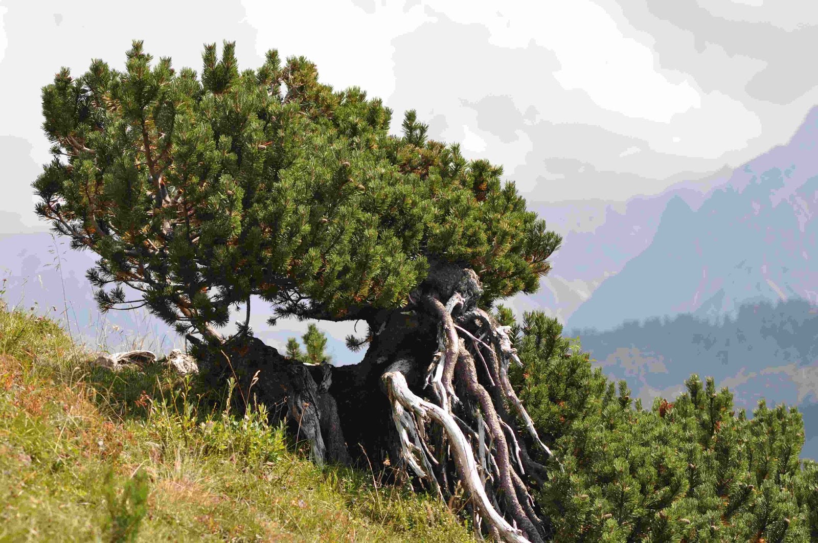 Alpen-Exkursion: Pflanzenarten