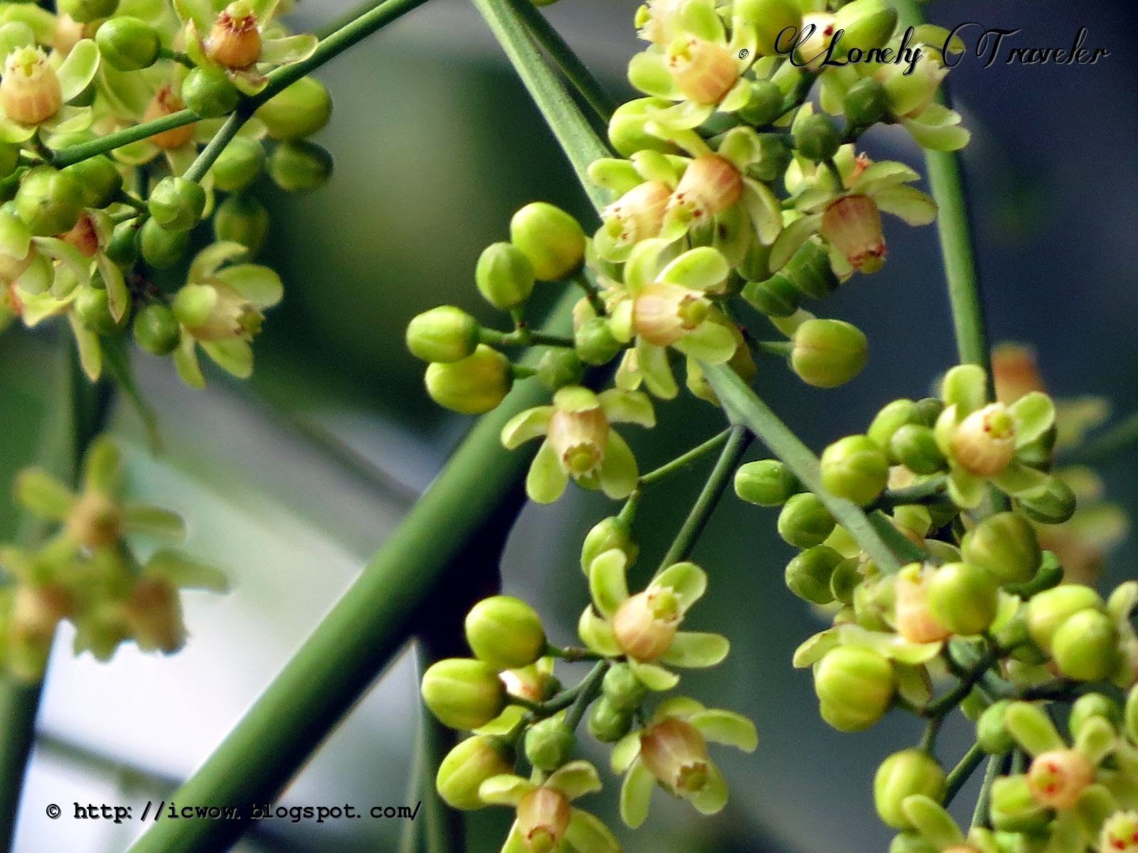 Mahogany flower (মেহগনি ফুল) - Swietenia macrophylla