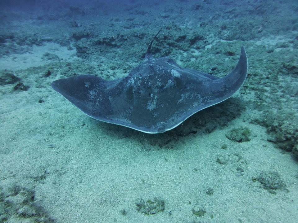 Canarian Sea: Runder Stechrochen – Taeniura grabata