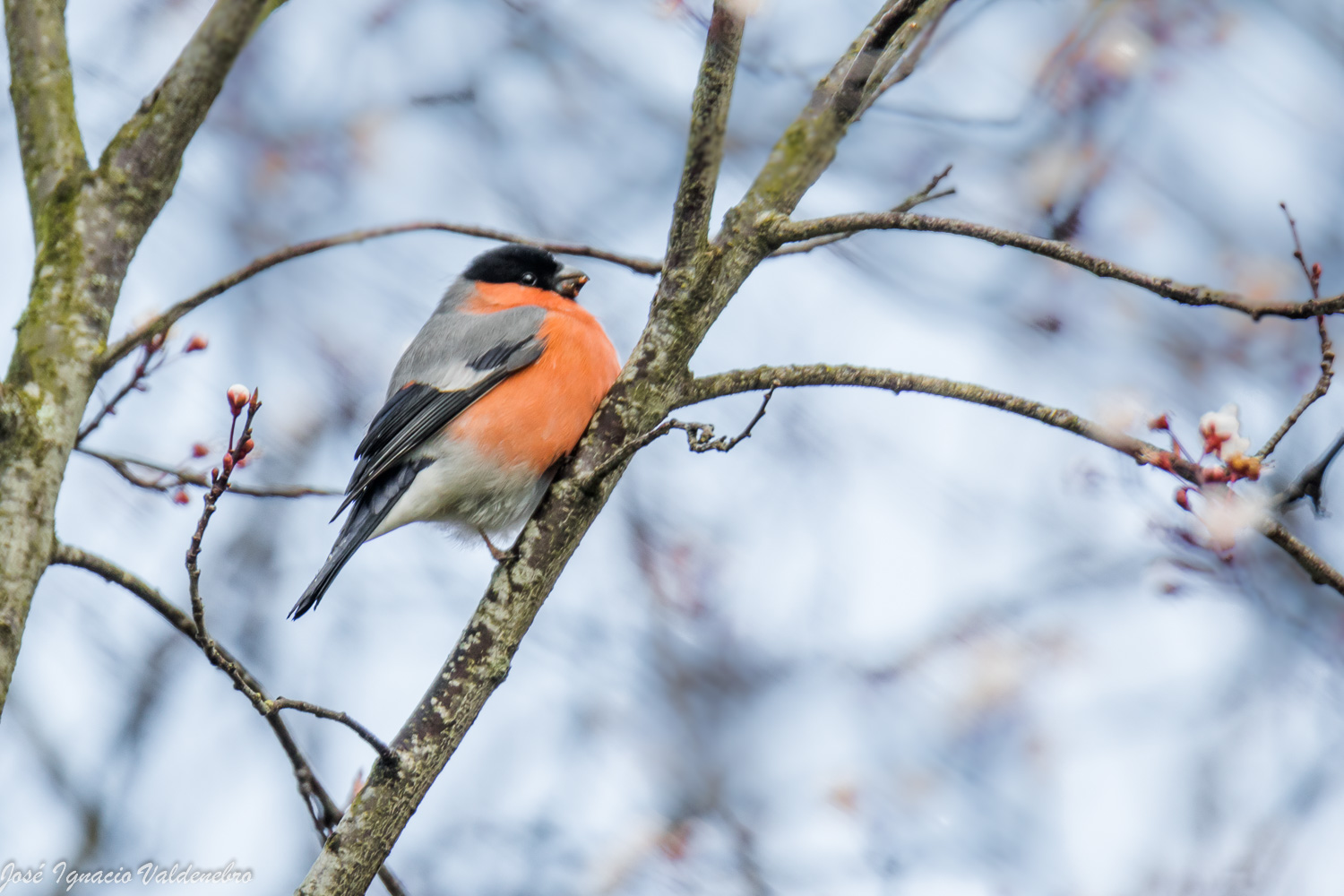 DocNatureBlog: Colorín, colorado, éste pájaro me ha encantado ...