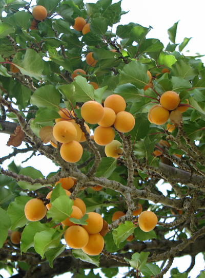 Espíritu de Árbol: ALBARICOQUES