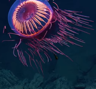 bensozia: Halitrephes maasi