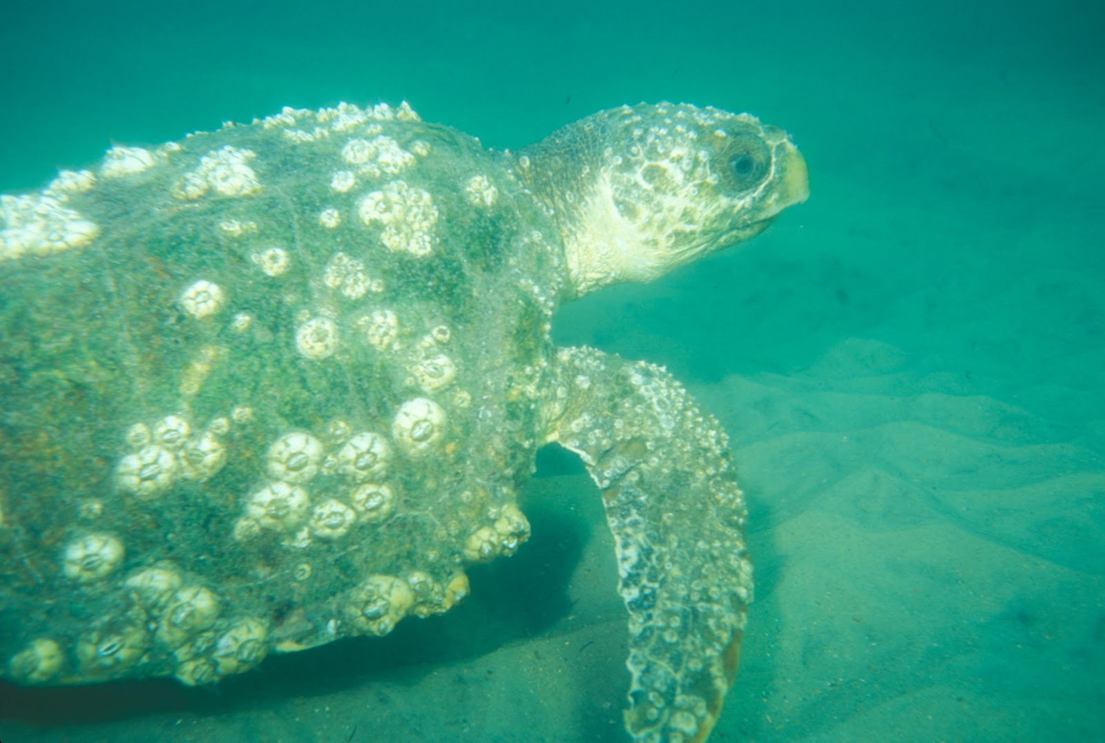 The Aquatic World of Russell Blackwood