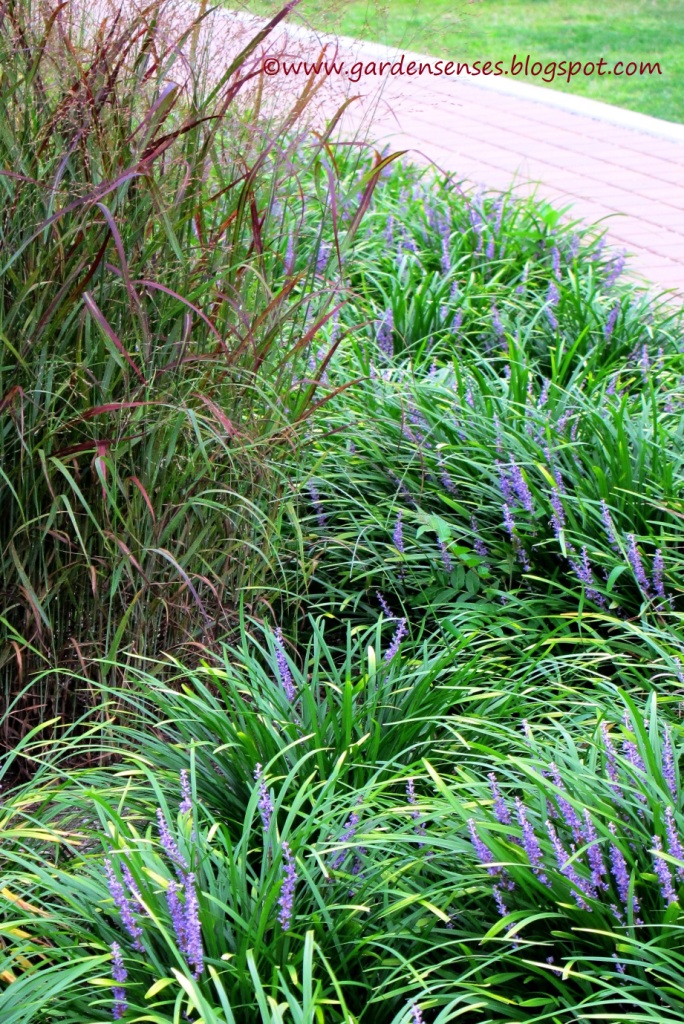 Garden Sense: Late Summer Combinations III