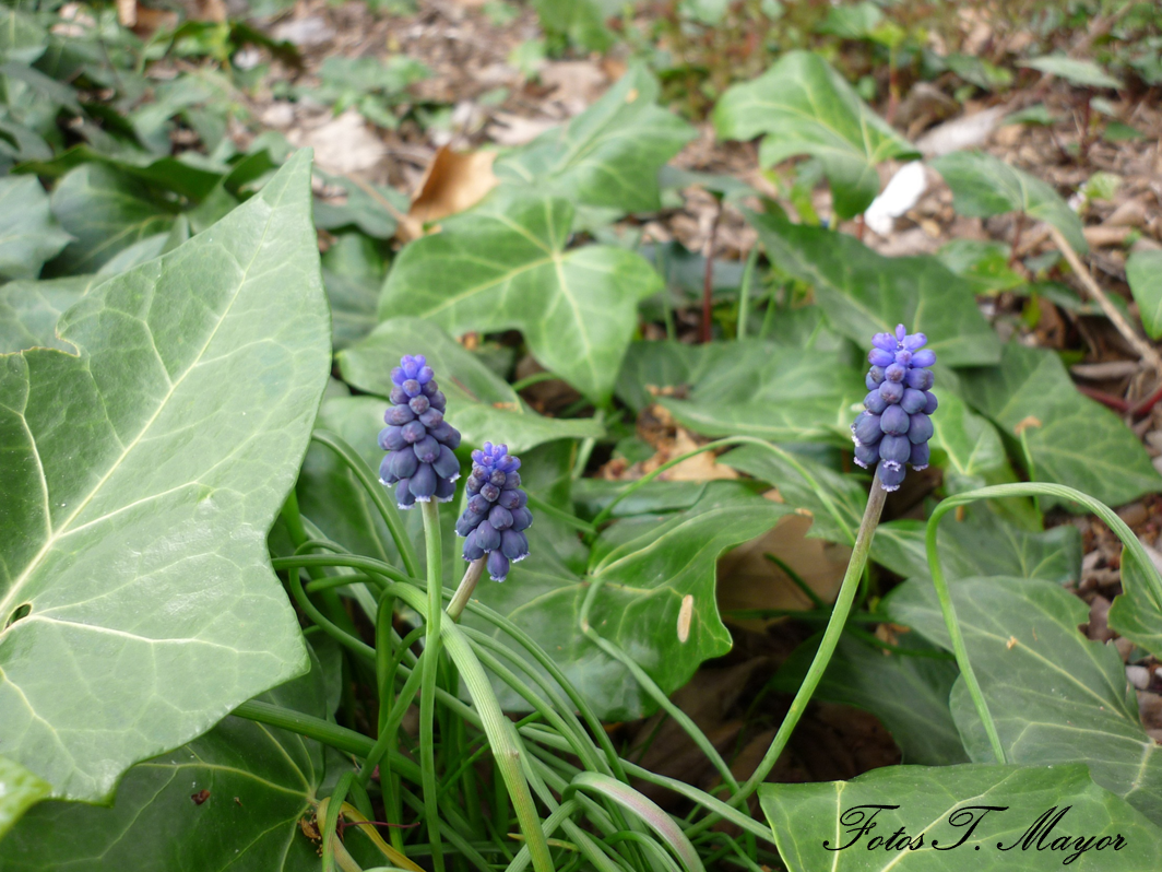 Flores y plantas silvestres: " Muscari neglectum ". Agüelicos, Ajo de ...