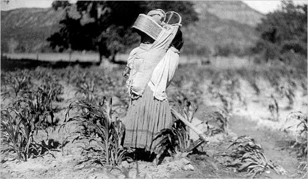 GIVE LIFE NURSERY: THE EVOLUTION OF CORN