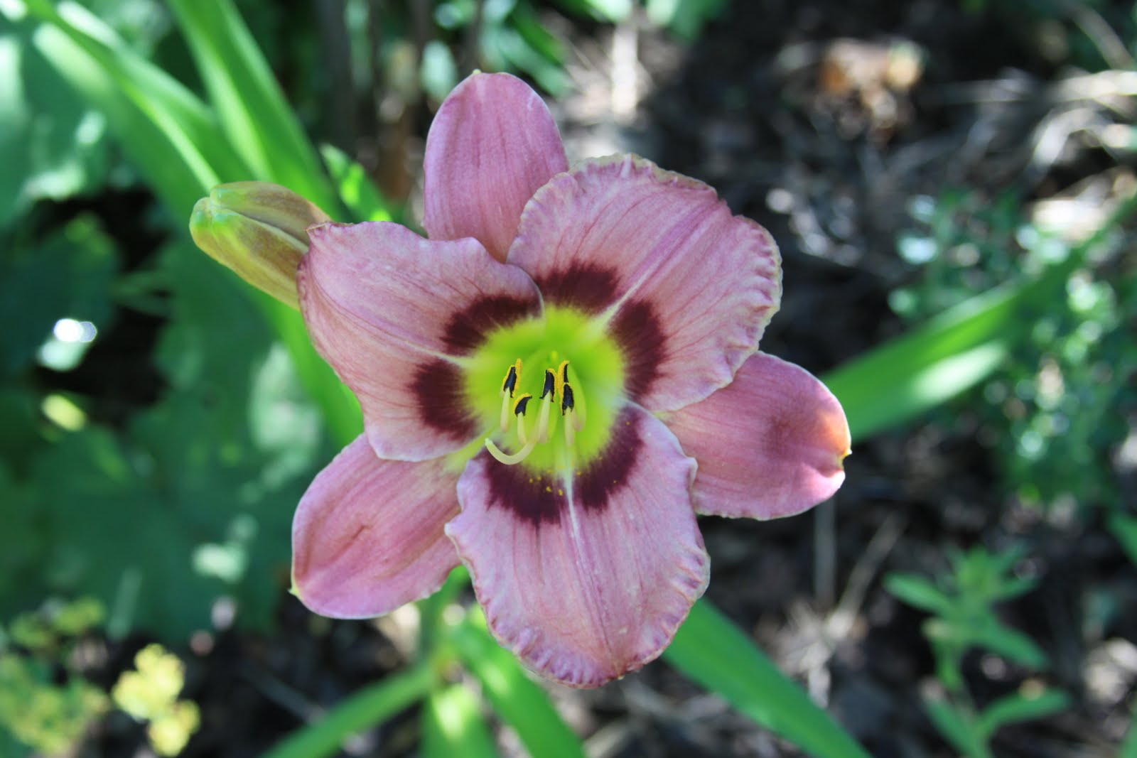 Perennials - Daylilies - Susan's in the Garden