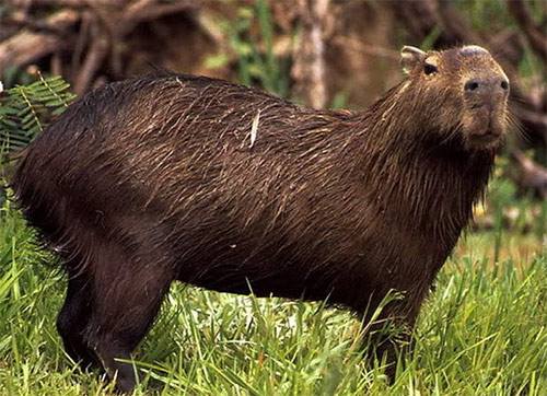 Llanos y leyendas.: Uno de los animales más comunes y fáciles de ver en ...