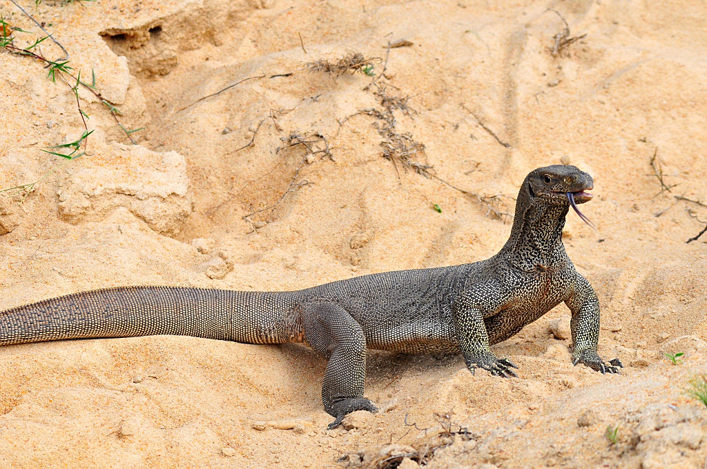 The Life Journey in Photography: Iguana at Yala National Park, Sri Lanka