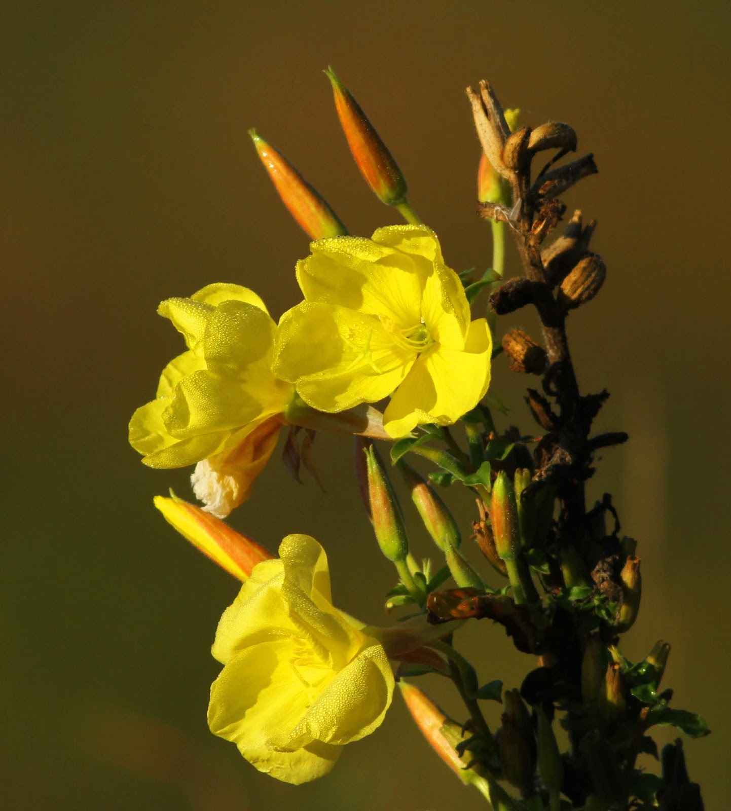 Brian's birding blog: Buff-breasted Sandpiper at Scotney